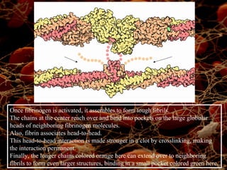 crystal structure of human fibrinogen | PPT