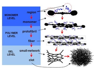crystal structure of human fibrinogen | PPT