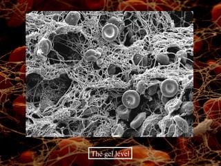 crystal structure of human fibrinogen | PPT