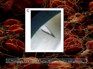 crystal structure of human fibrinogen | PPT