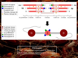 crystal structure of human fibrinogen | PPT