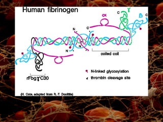 crystal structure of human fibrinogen | PPT
