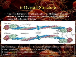 crystal structure of human fibrinogen | PPT