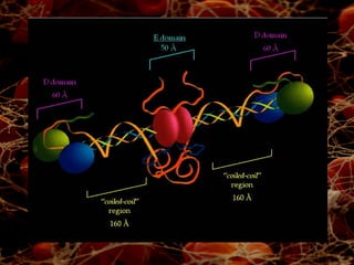 crystal structure of human fibrinogen | PPT
