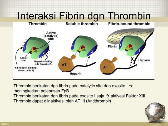 Fibrinogen, the great coagulant actor | PPTX