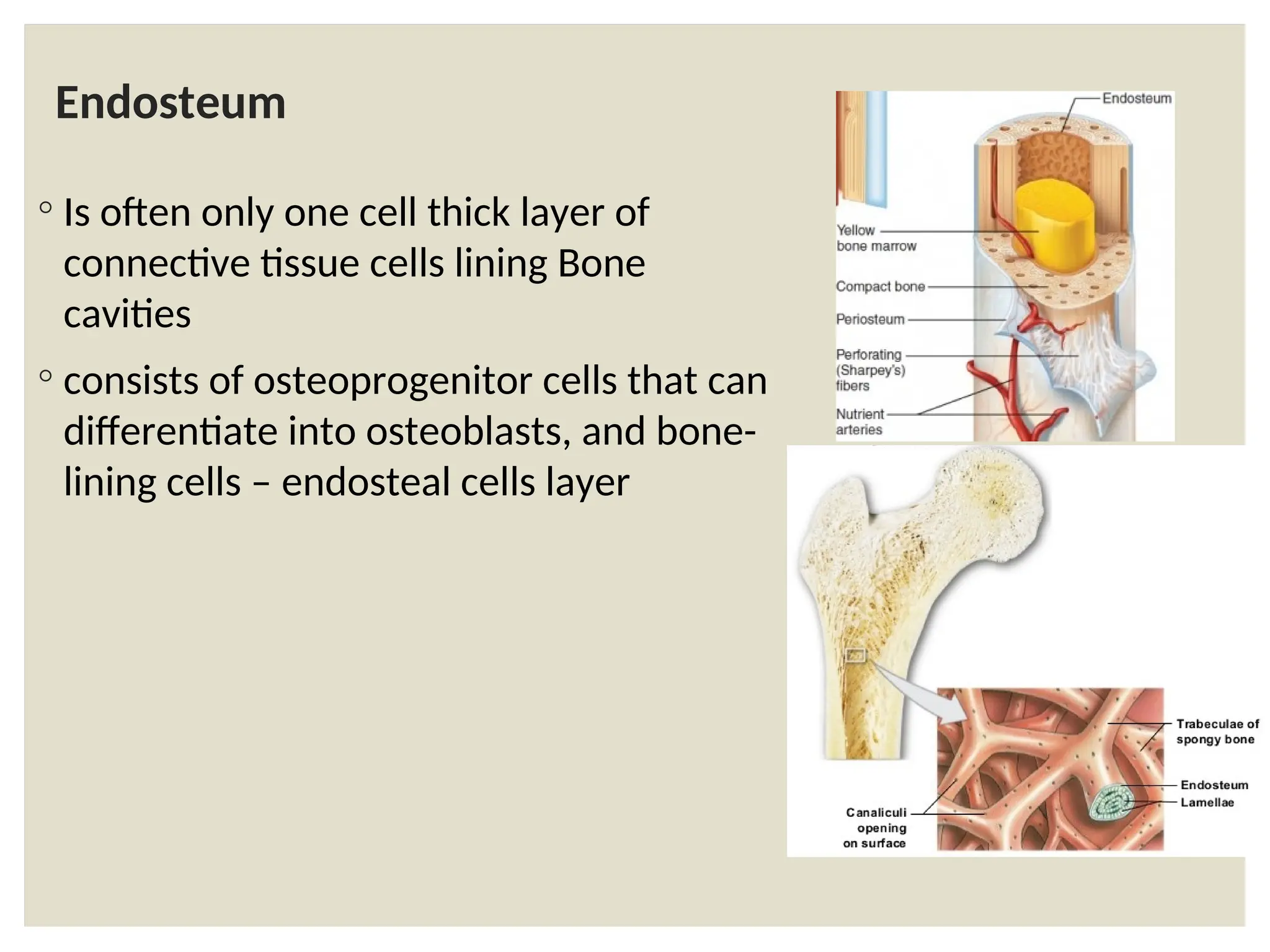 fibro-osseouslesionsofthejawscopy-180606102020.ppt