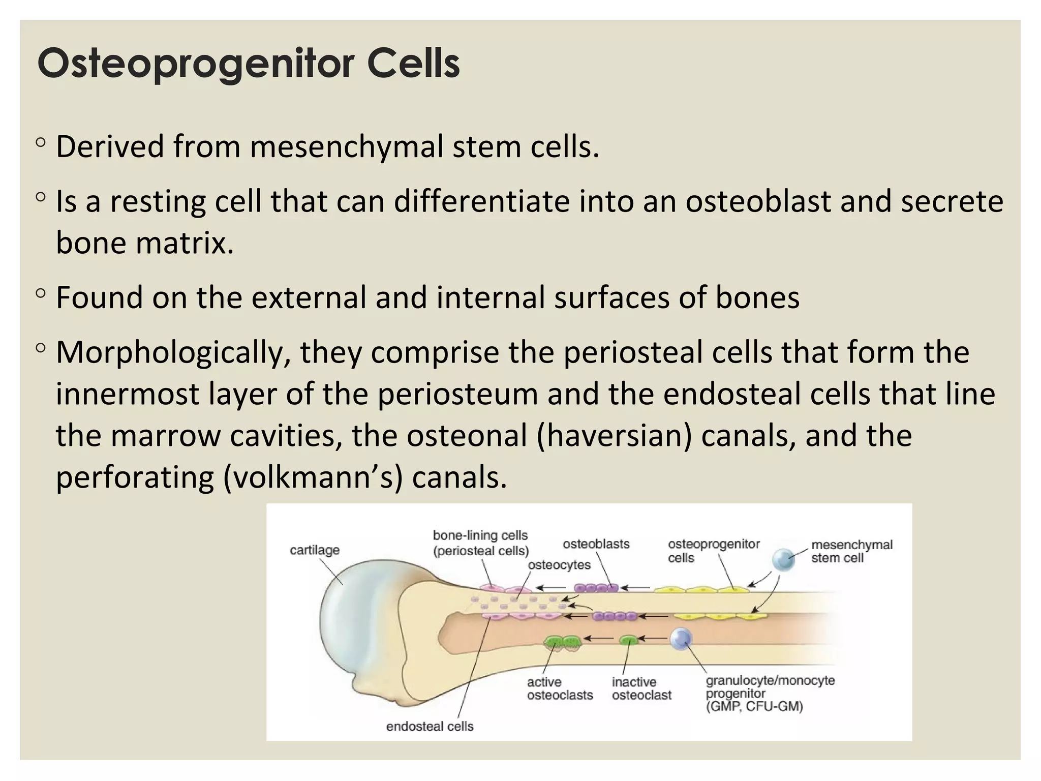Fibro Osseous Lesions | PPT