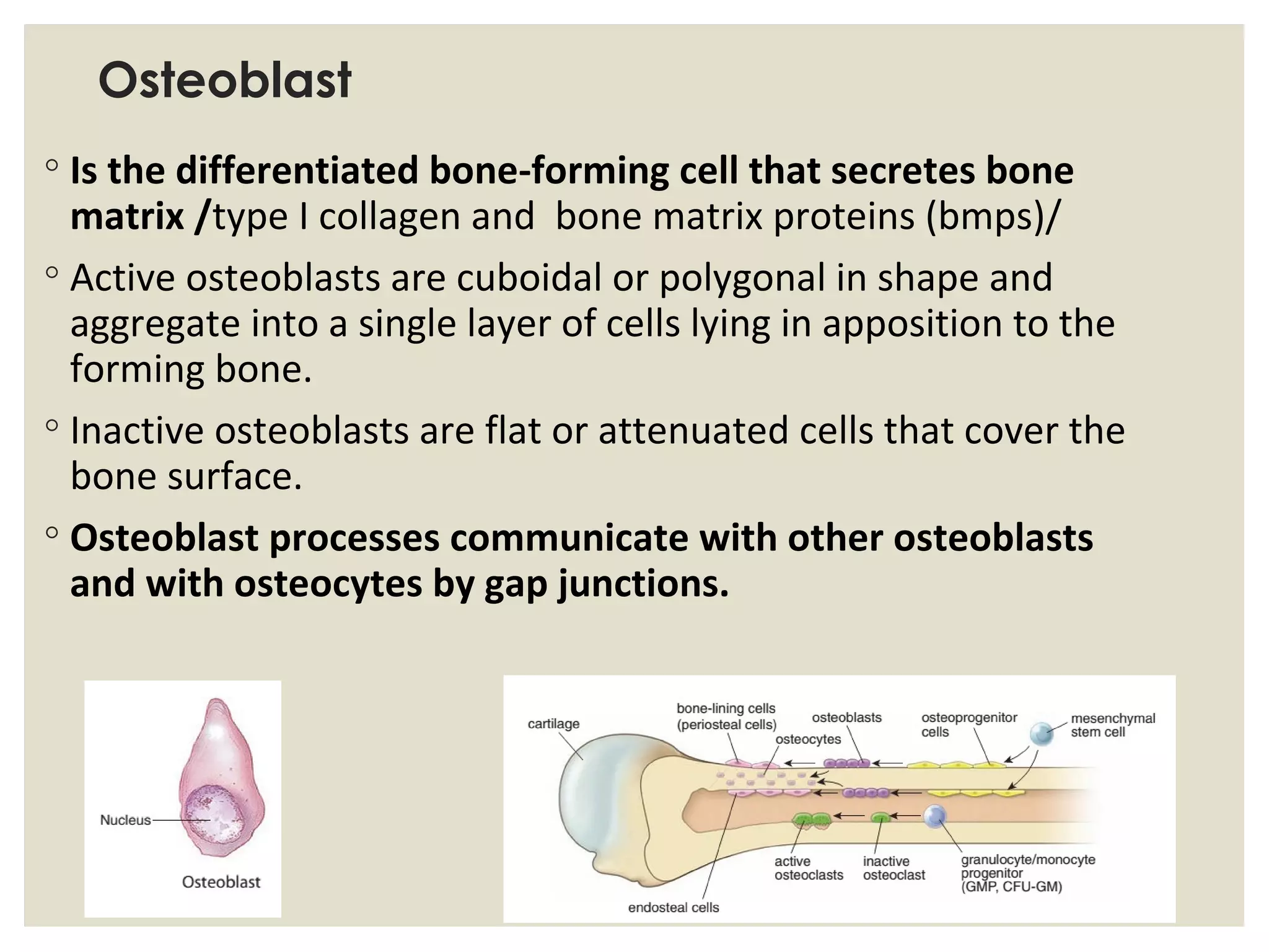 Fibro Osseous Lesions | PPT