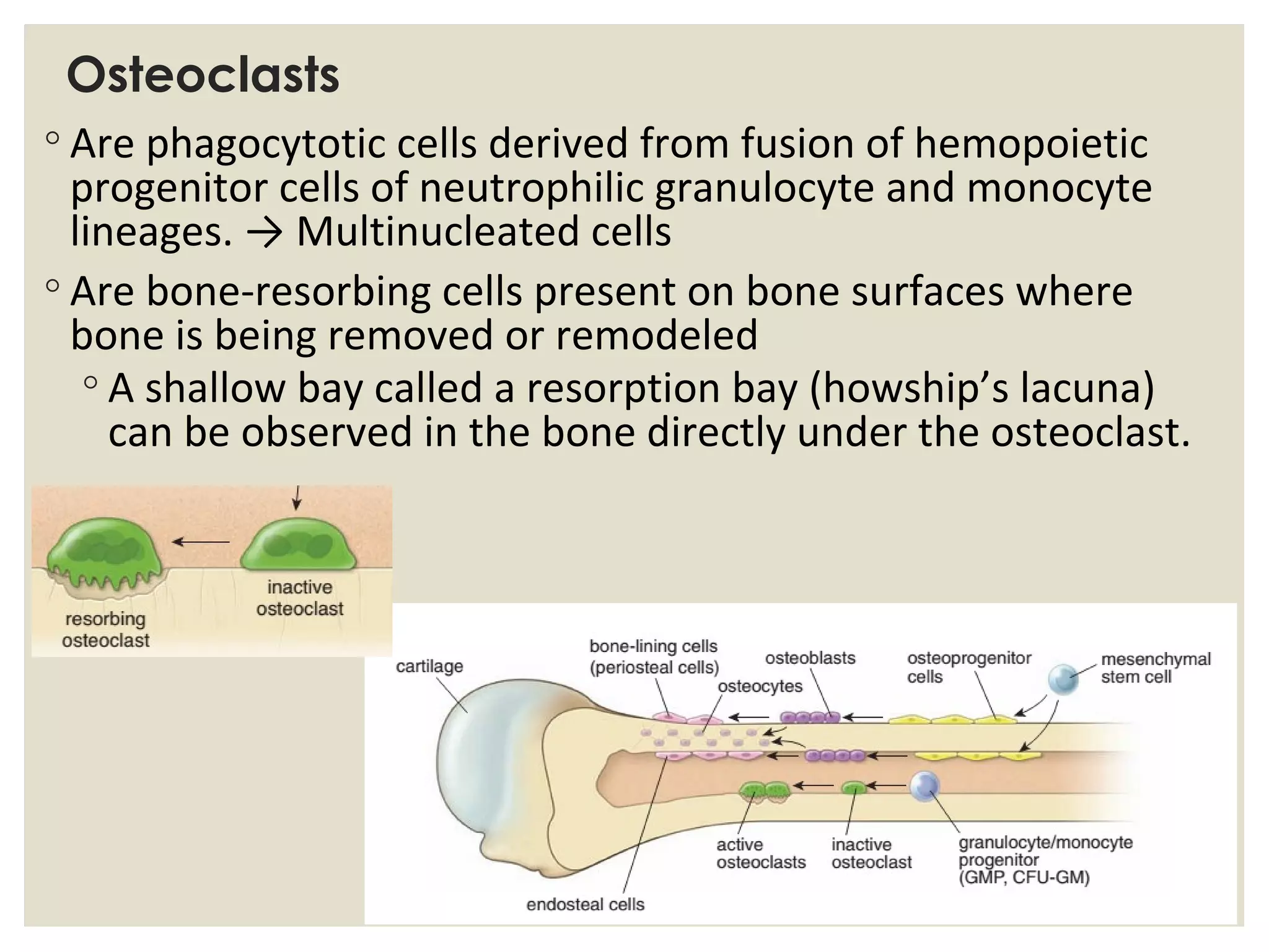 Fibro Osseous Lesions | PPT