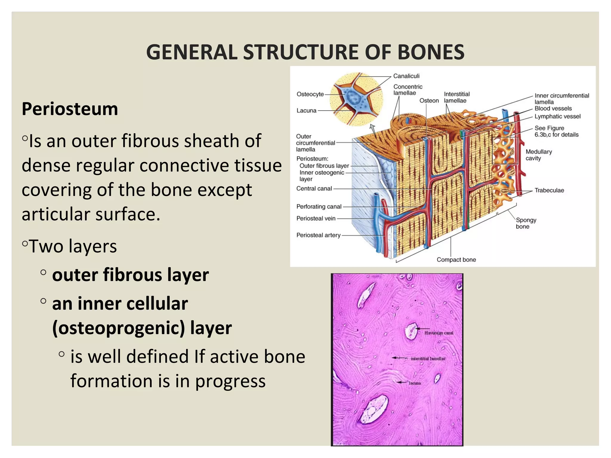Fibro Osseous Lesions | PPT