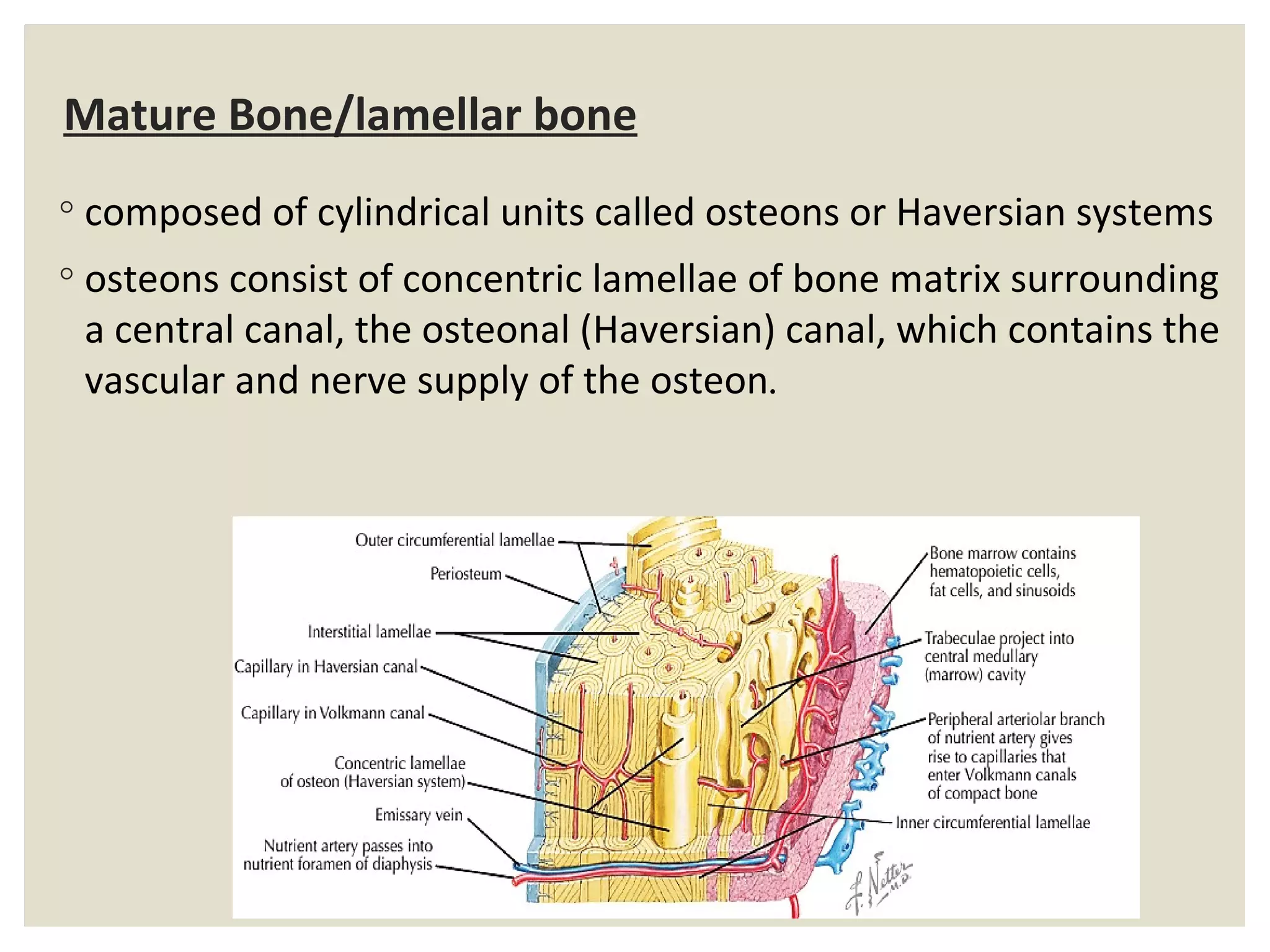 Fibro Osseous Lesions | PPT
