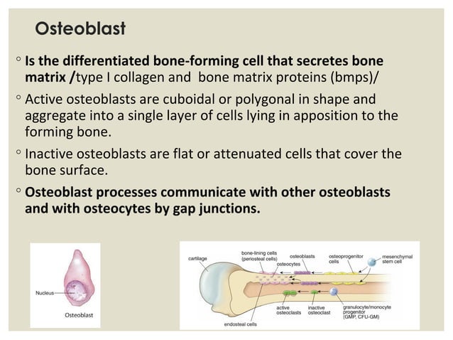 Fibro Osseous Lesions | PPT | Bone and Joint Conditions | Diseases and ...
