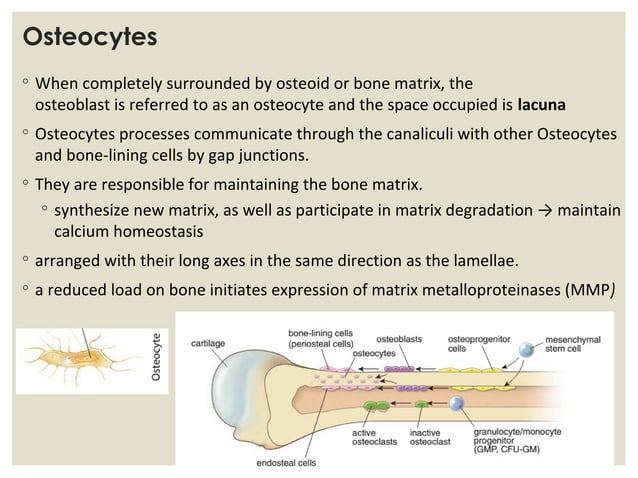 Fibro Osseous Lesions | PPT | Bone and Joint Conditions | Diseases and ...