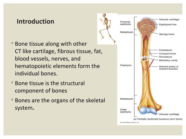 Fibro Osseous Lesions | PPT | Bone and Joint Conditions | Diseases and ...