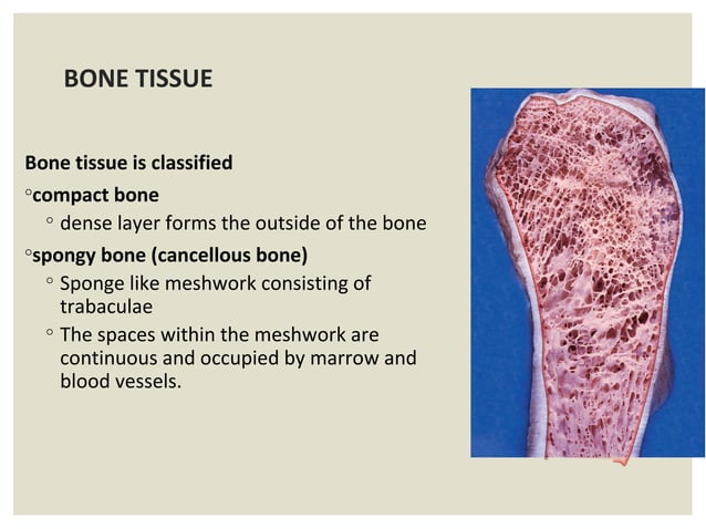 Fibro Osseous Lesions | PPT | Bone and Joint Conditions | Diseases and ...