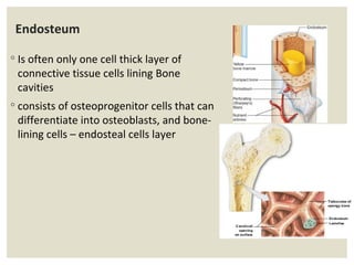 Fibro Osseous Lesions | PPT