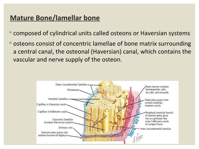 Fibro Osseous Lesions | PPT | Bone and Joint Conditions | Diseases and ...