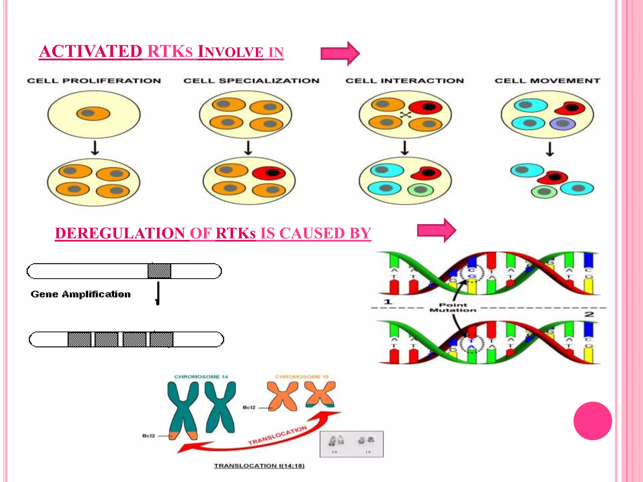 Fibroblast growth factors | PPTX