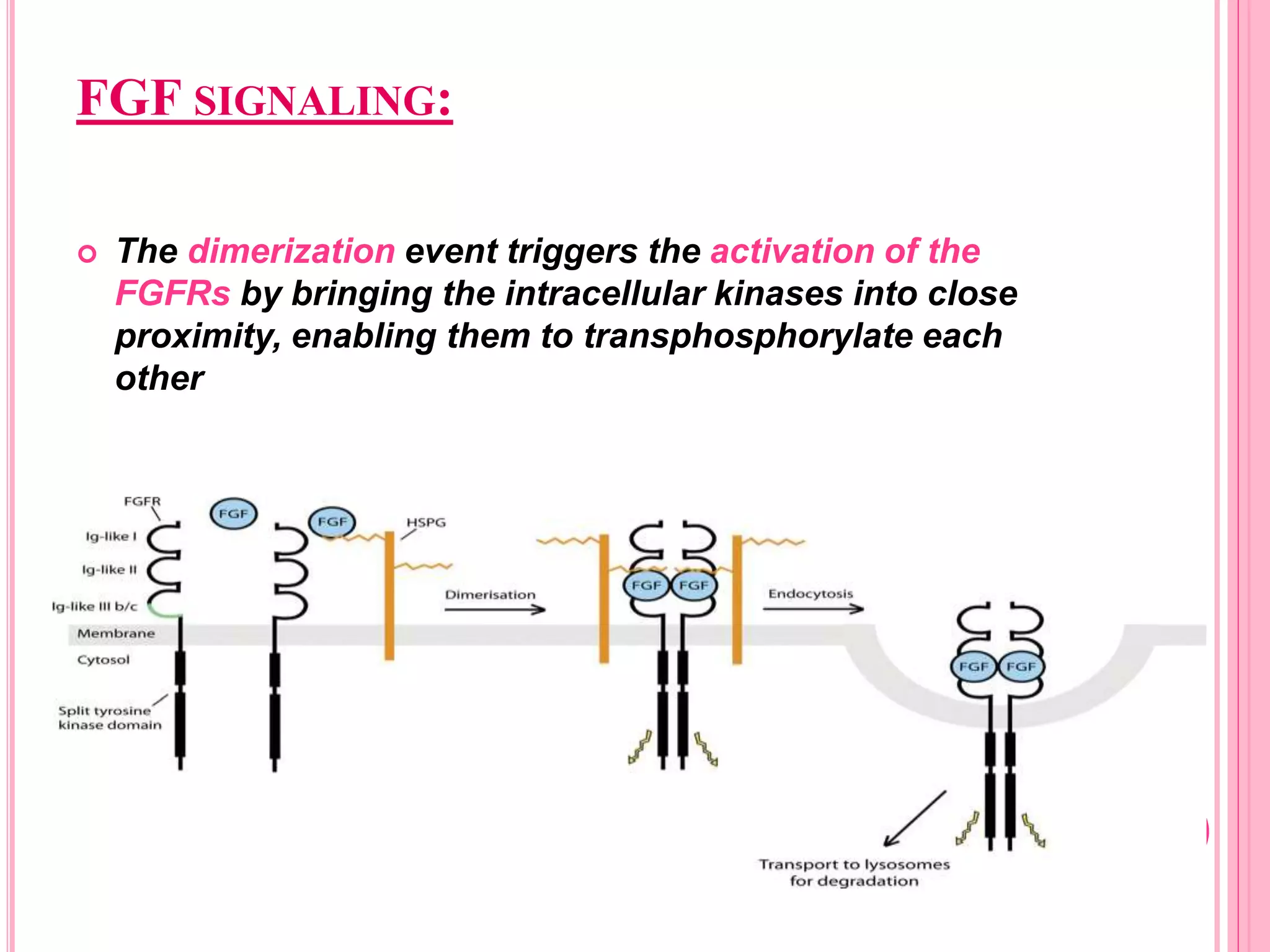 Fibroblast growth factors | PPTX | Cancer | Diseases and Conditions