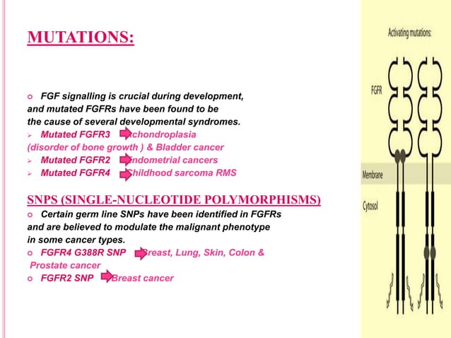 Fibroblast growth factors | PPTX | Cancer | Diseases and Conditions