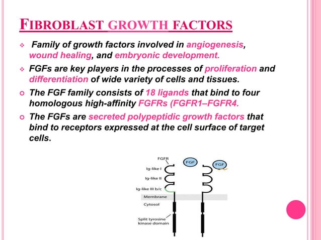 Fibroblast growth factors | PPTX | Cancer | Diseases and Conditions