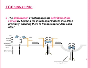 Fibroblast growth factors | PPTX