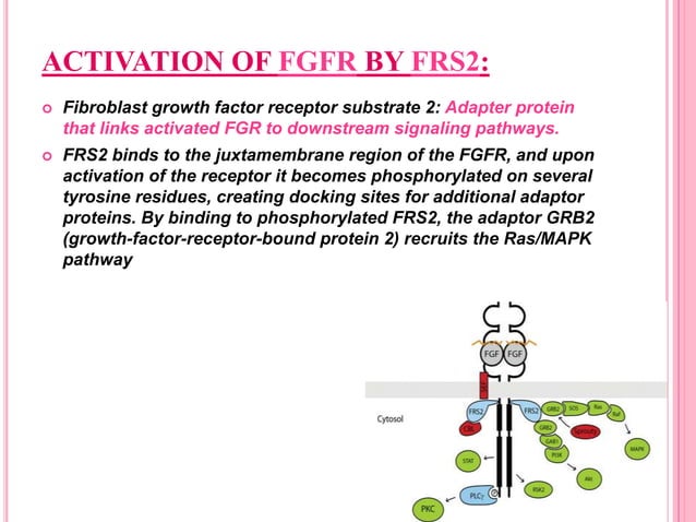 Fibroblast growth factors | PPTX | Cancer | Diseases and Conditions