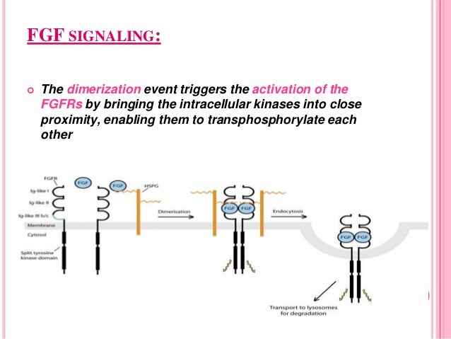 Fibroblast growth factors