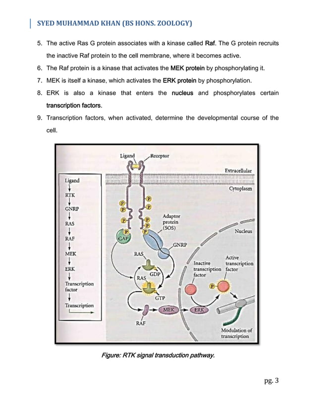Fibroblast Growth Factors | PDF