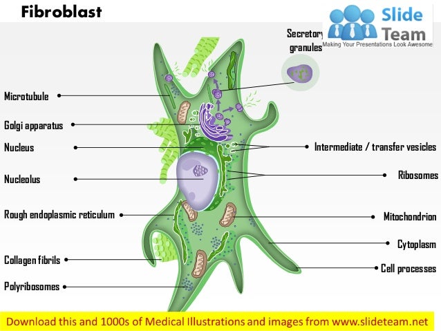 Fibroblast medical images for power point