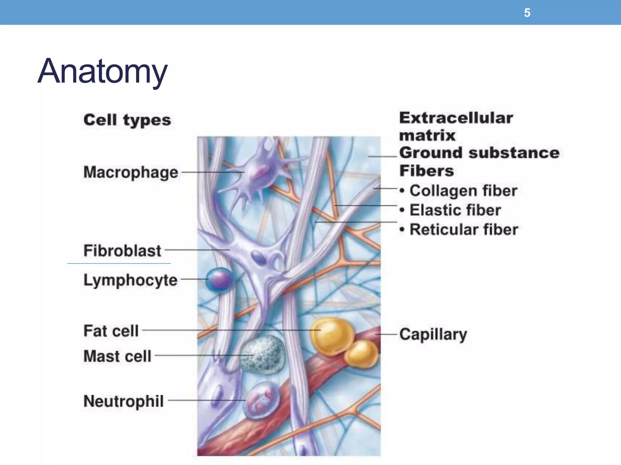 Fibroblasts in Health and Disease | PPTX