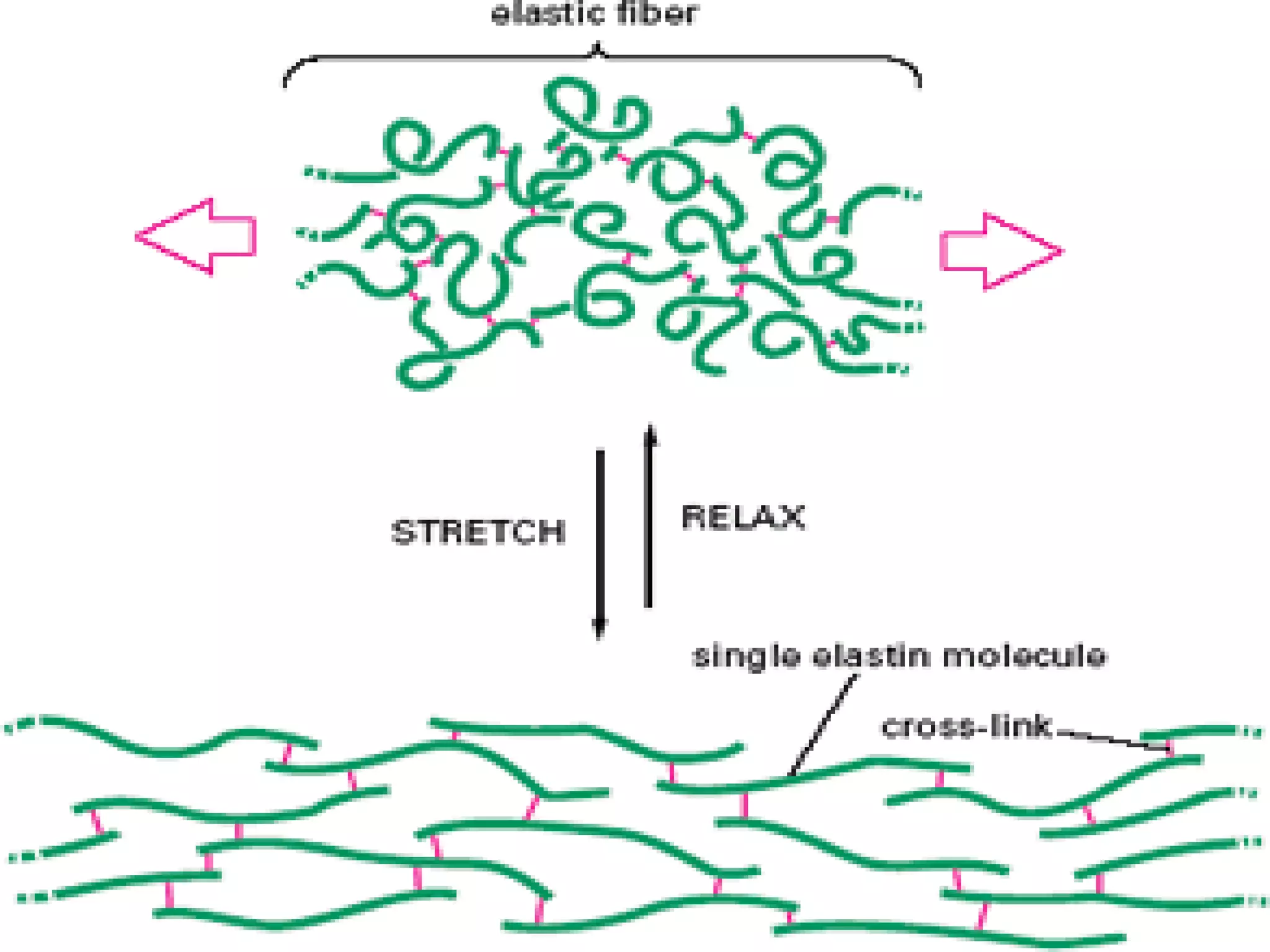Fibrous proteins | PPT