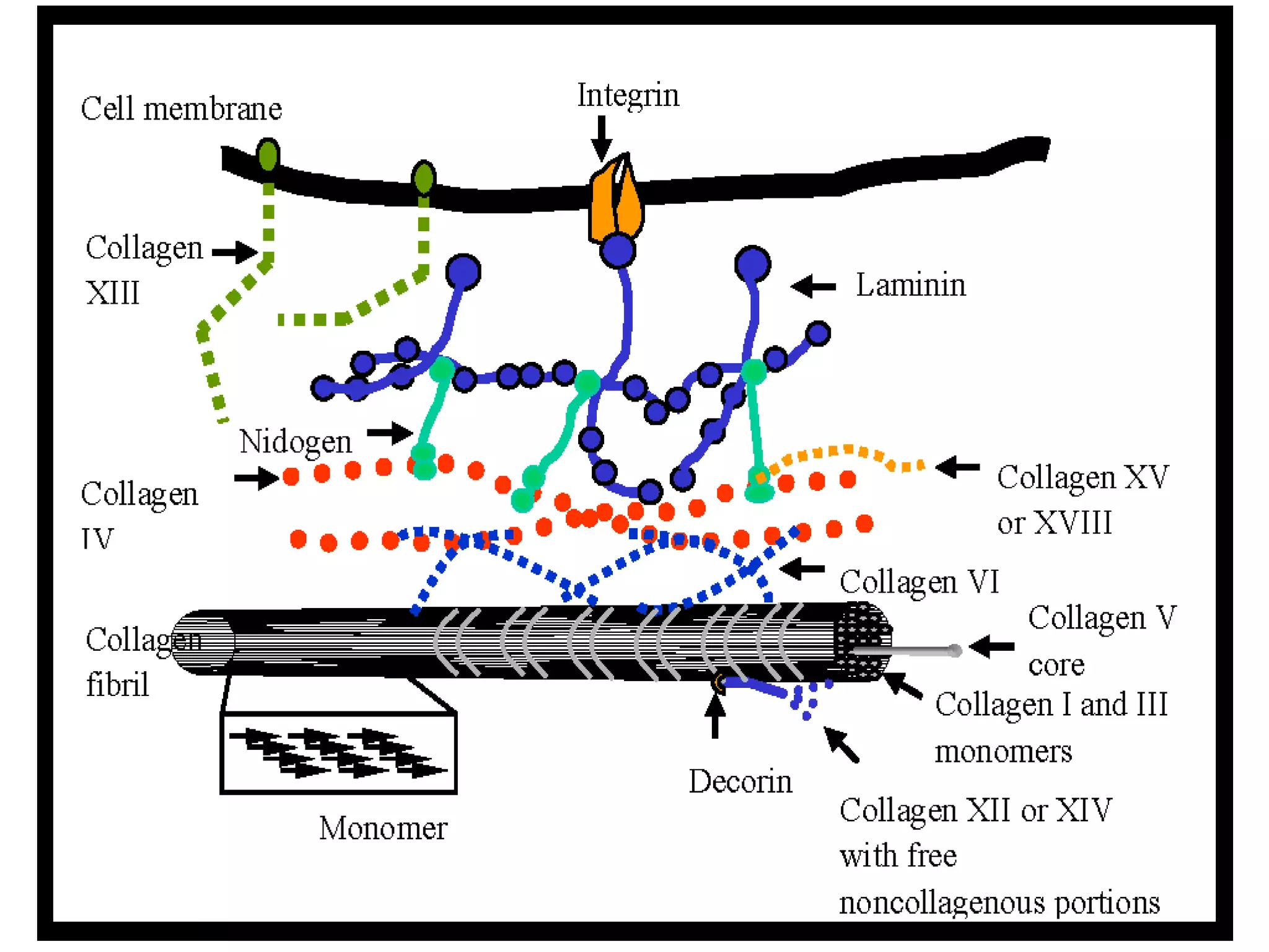 Fibrous proteins | PPT