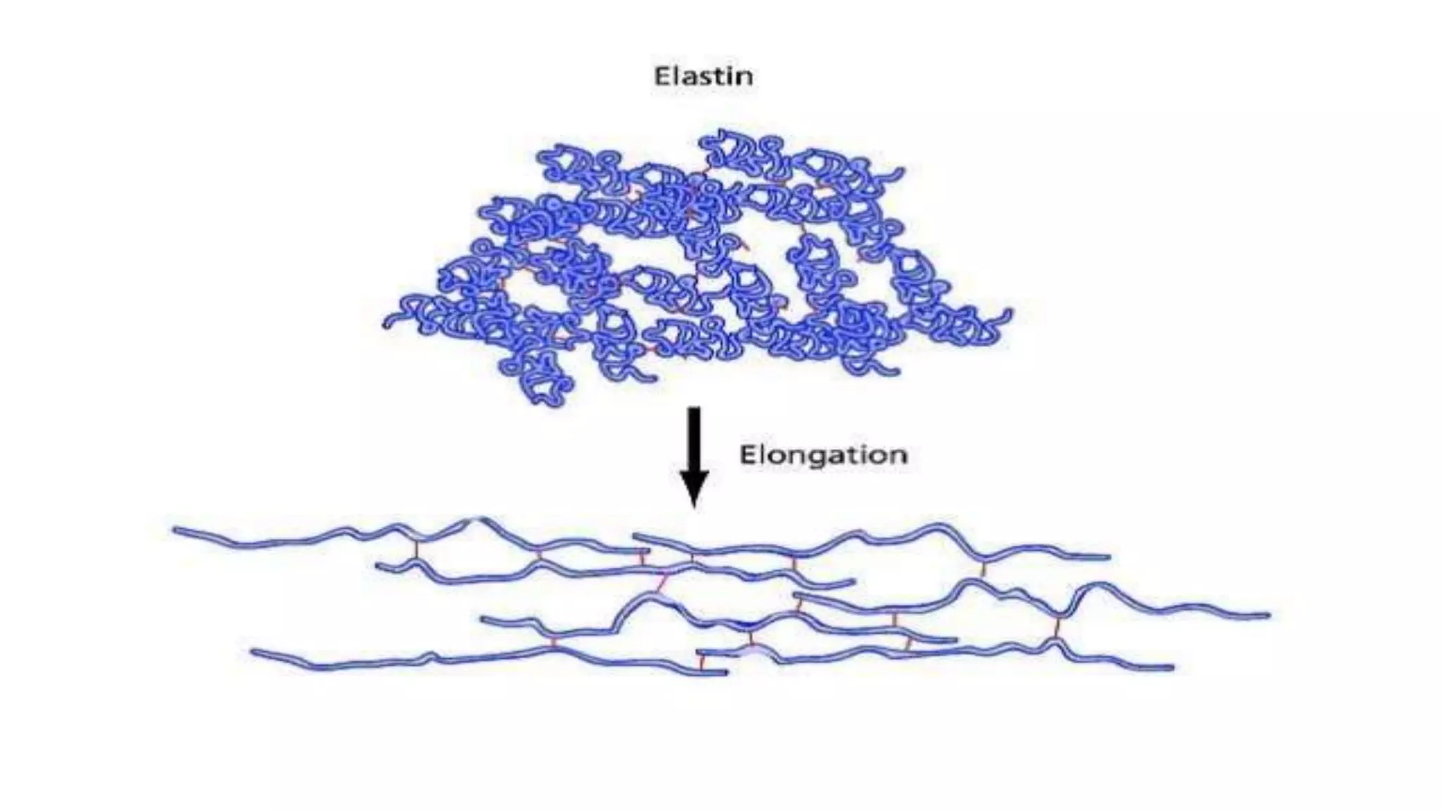 Fibrous proteins | PPTX