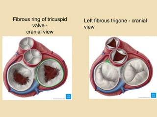 Fibrous skeleton & conducting system 2020 | PPTX