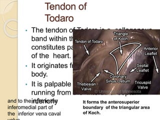 Fibrous skeleton & conducting system 2020 | PPT
