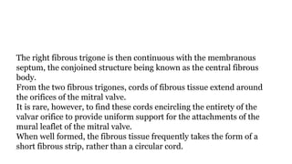 Fibrous skeleton of heart and clinical importance | PPTX