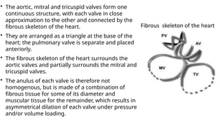 Fibrous skeleton of heart and clinical importance | PPTX