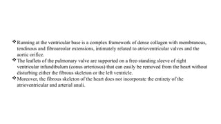Fibrous skeleton of heart and clinical importance | PPTX