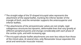 Fibrous skeleton of heart and clinical importance | PPTX