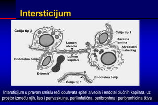 Fibroza | PPT