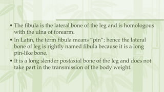 Fibula | PPTX