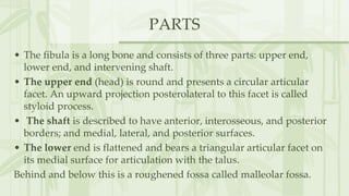 Fibula | PPTX