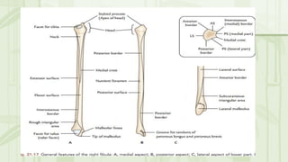 Styloid Process Of Fibula