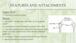 Styloid Process Of Fibula