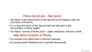 Fibula | PPT
