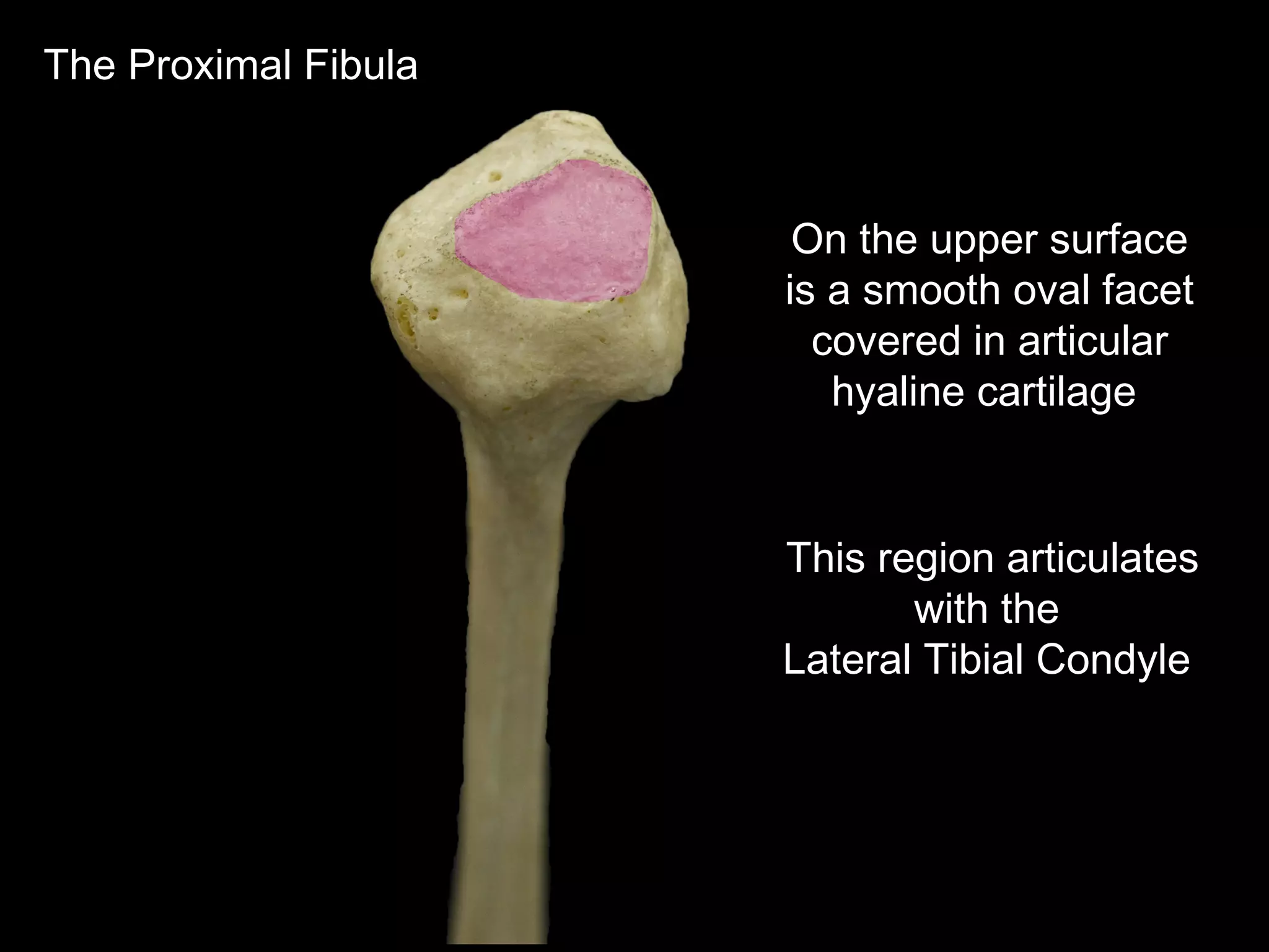 Fibula.pdf | Free Download