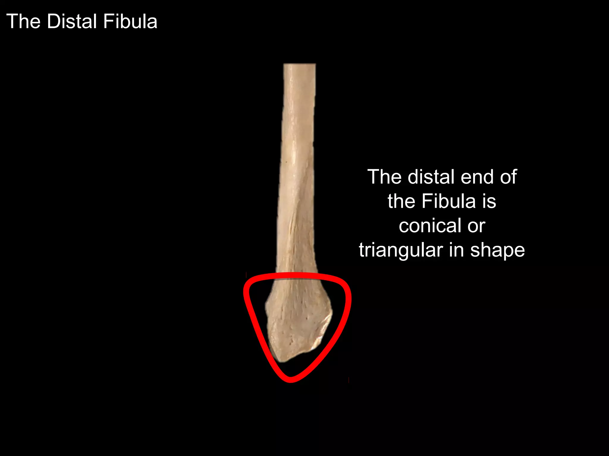Fibula.pdf | Free Download