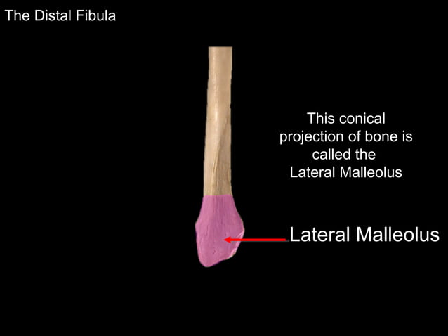 Fibula.pdf