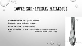 Anatomy of Fibula with Muscle Attachments.pptx